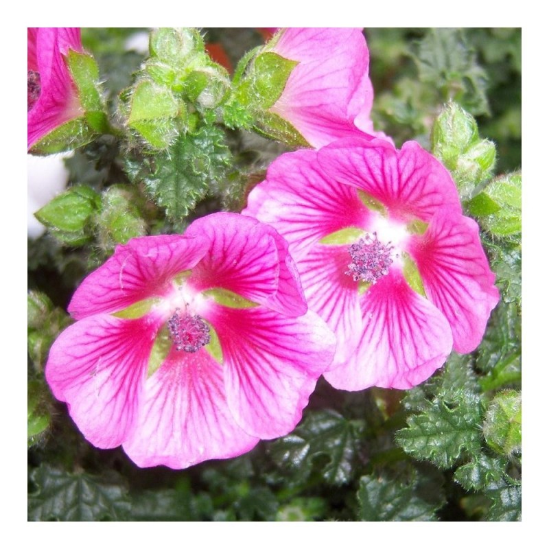 Anisodontea 'Elegant Lady'