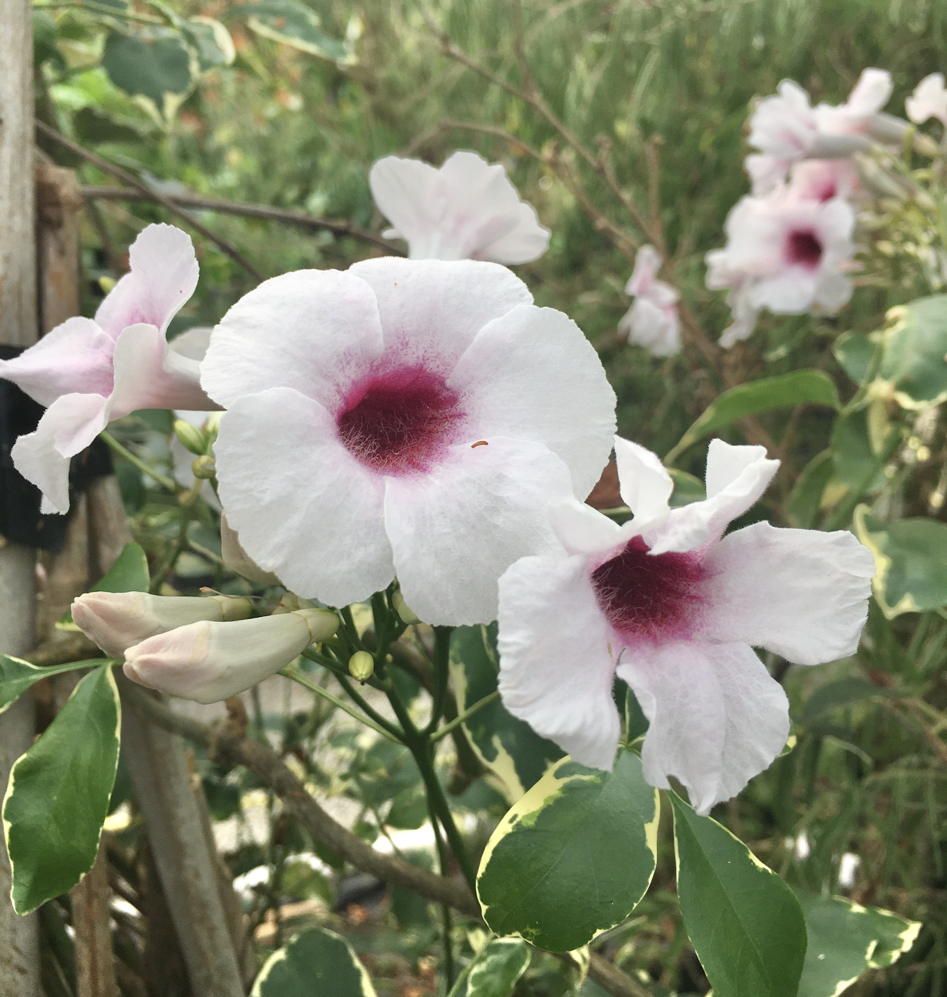 Pandorea Jasminoides Pandorea Jasminoides – Bower Vine – Buy Seeds